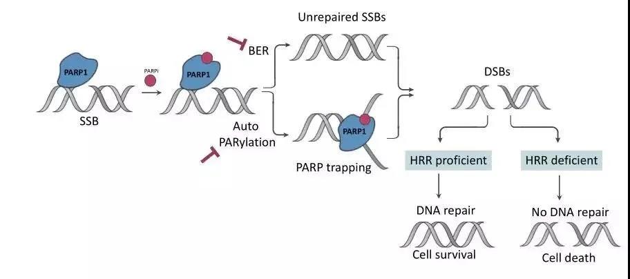 ASCO 2020丨从BRCA胚系突变到HRD: 乳腺癌PARPi适应症的拓展探索-肿瘤瞭望